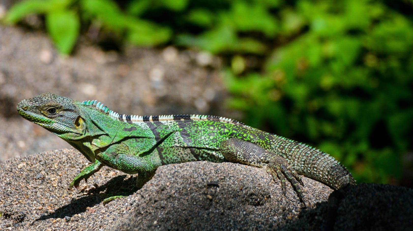 Frequently Asked Questions - Gilded Iguana